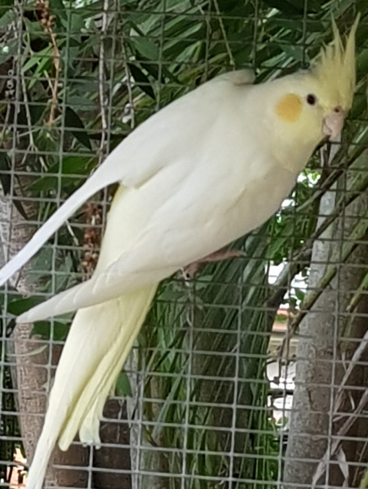 Lutino - Brisbane Cockatiels