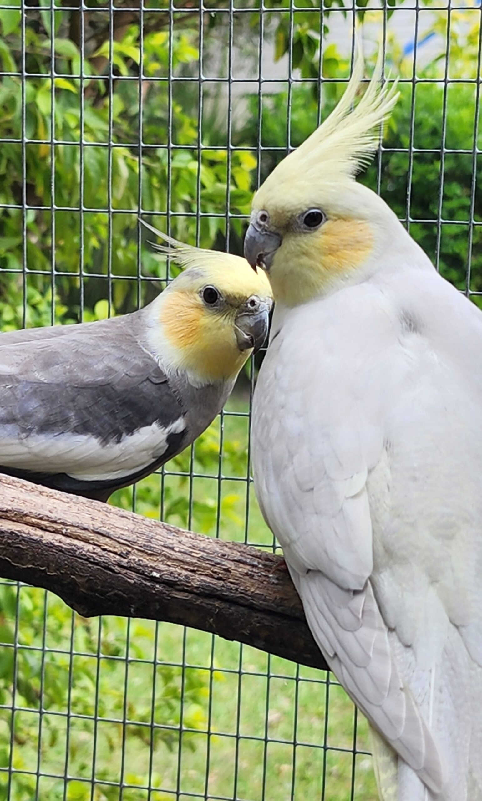 Pastelface - Brisbane Cockatiels