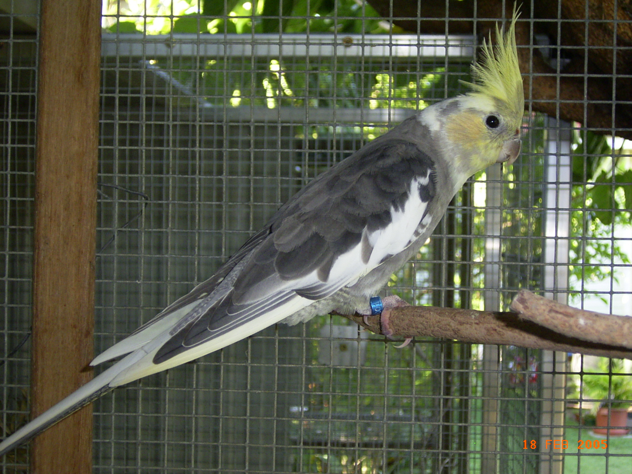 Pied - Brisbane Cockatiels
