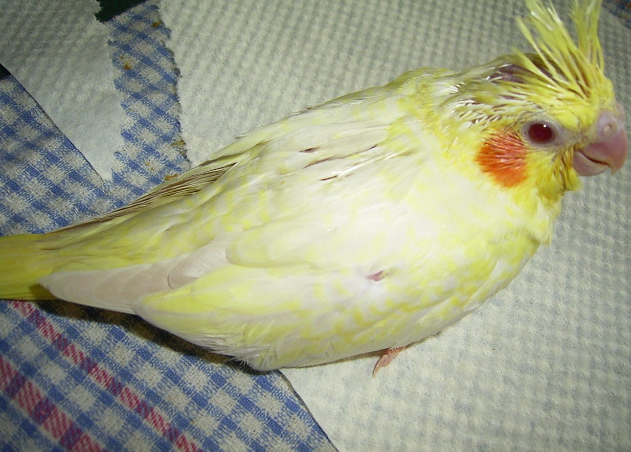 Lutino - Brisbane Cockatiels