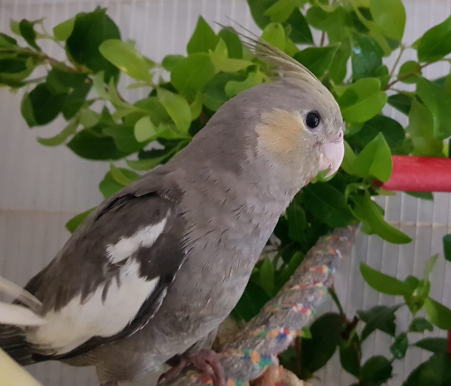 Recessive - Brisbane Cockatiels