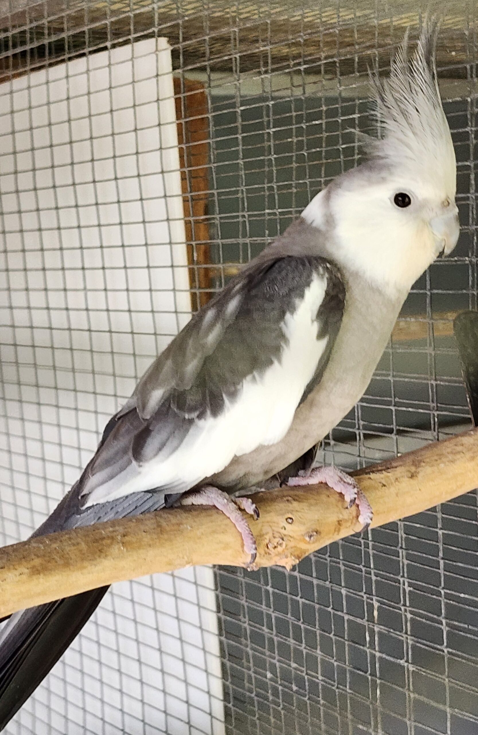 Sexing Cockatiels - Brisbane Cockatiels