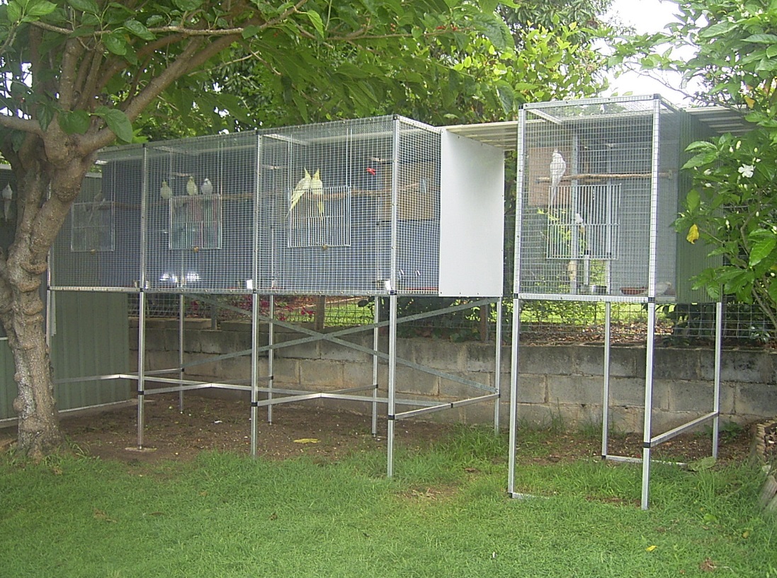 Breeding - Brisbane Cockatiels