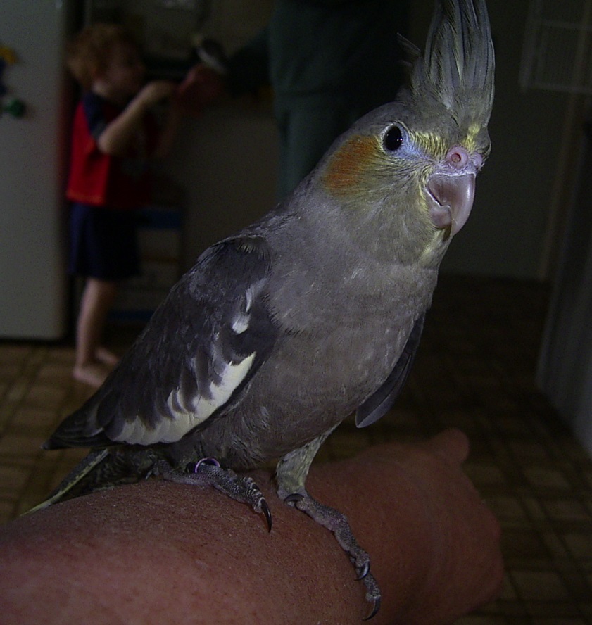 Sexing Cockatiels - Brisbane Cockatiels