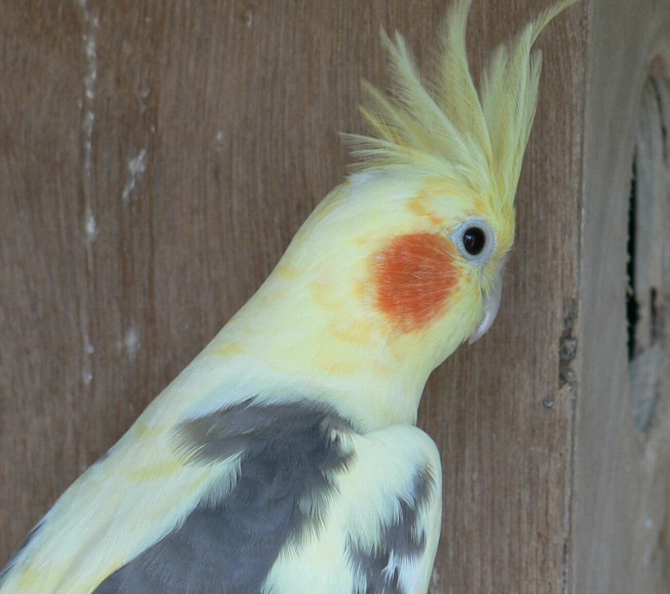 Odd Colours - Brisbane Cockatiels