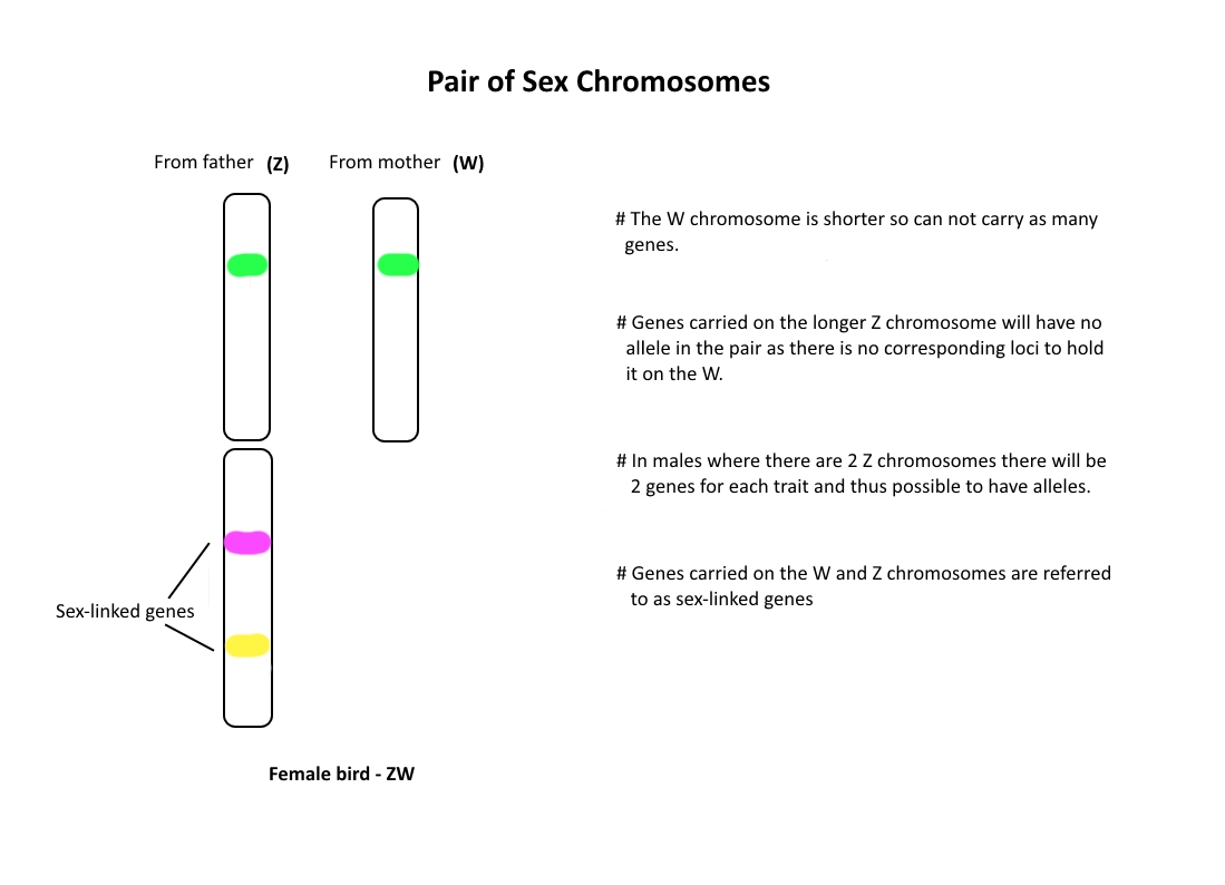 Simple Genetics - Brisbane Cockatiels