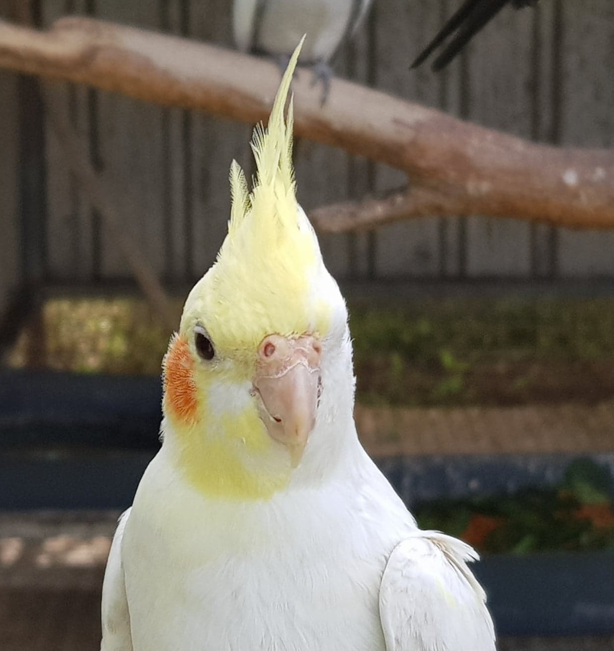 Mutations - Brisbane Cockatiels